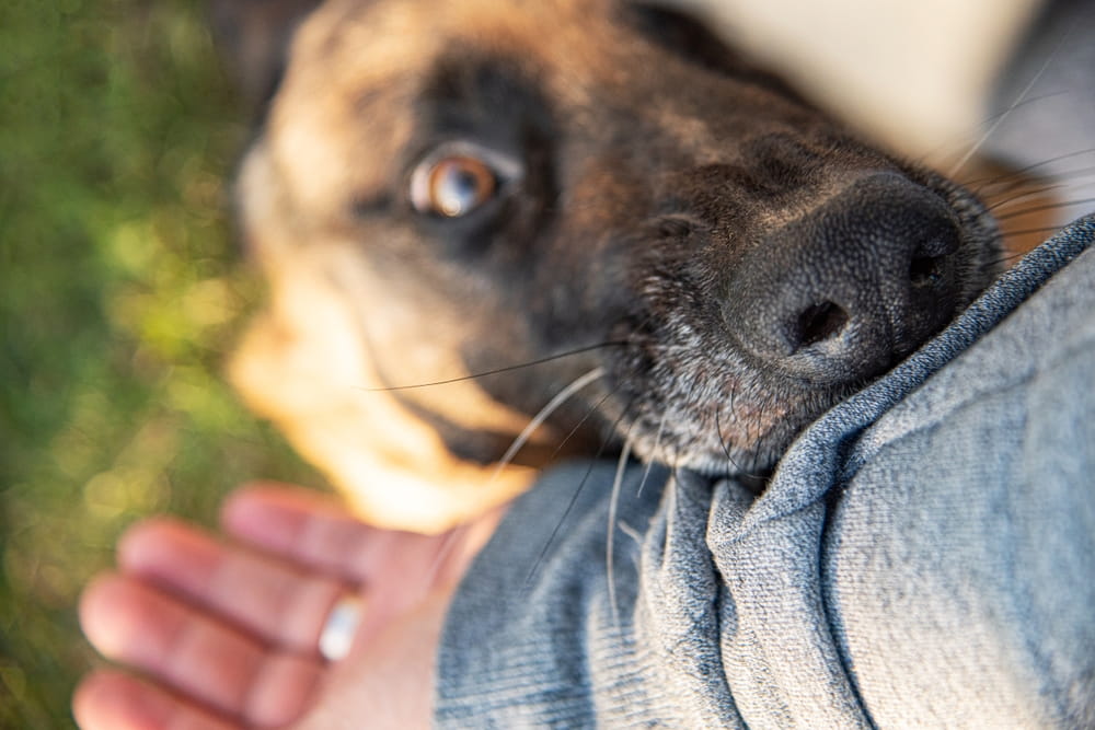Florida Dog Bite Lawsuit Deadline: What You Need to Know